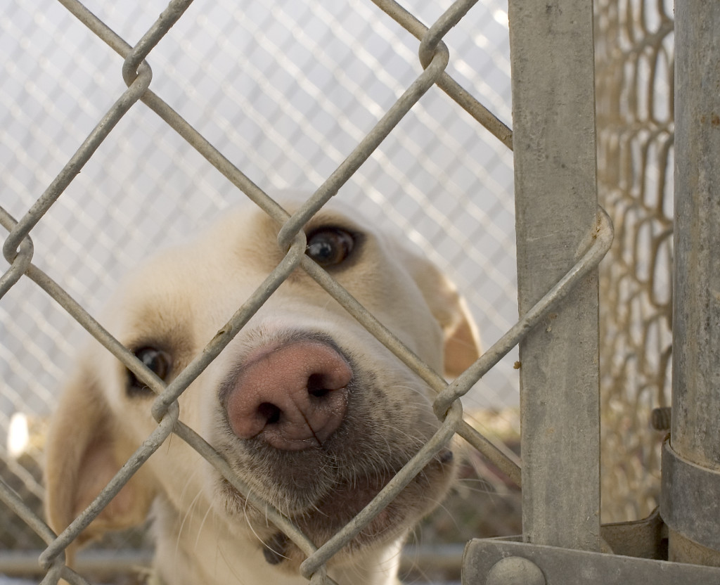 Help 'Clear the Shelters' by Giving a Pet a Loving Home - Philly Happening